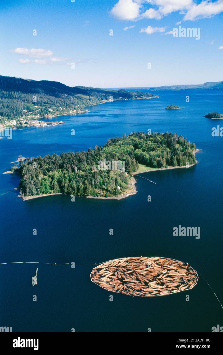 Timber industry. Aerial view of floating tree logs in a storage area ...