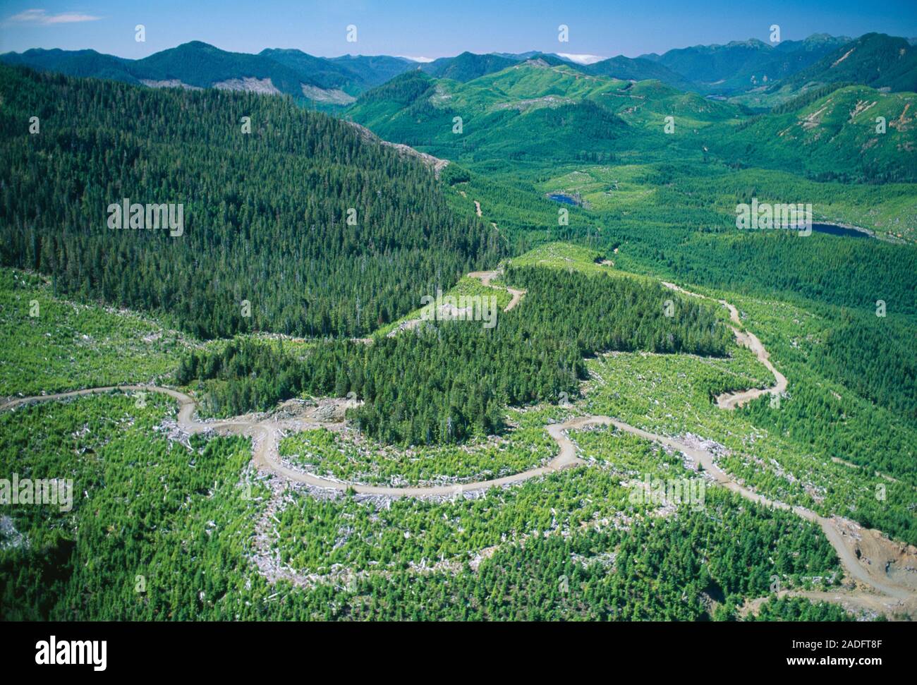 Regenerating forest. Aerial view of a forest in various stages of ...