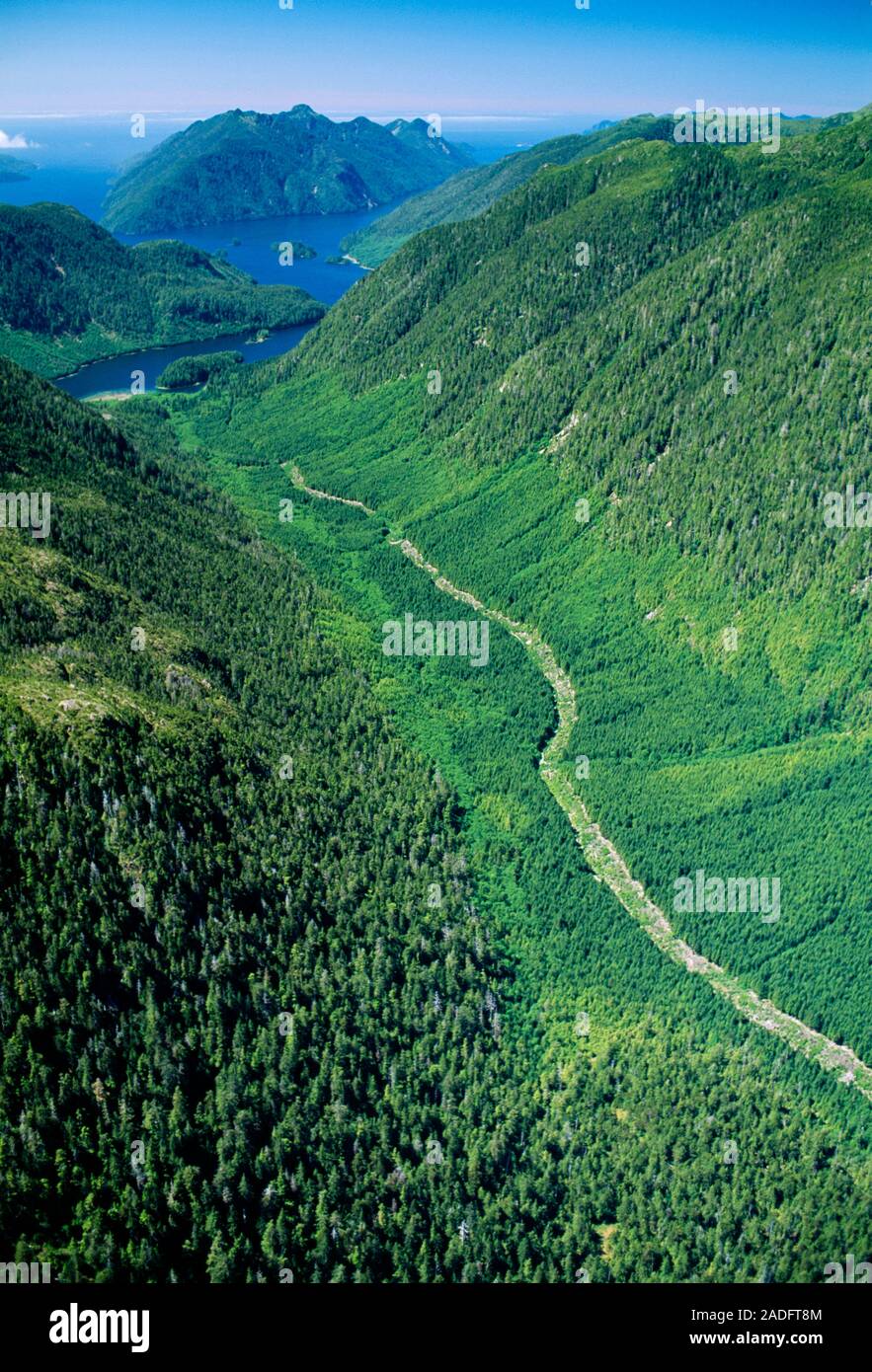 Regenerating forest. Aerial view of a valley forest which is ...