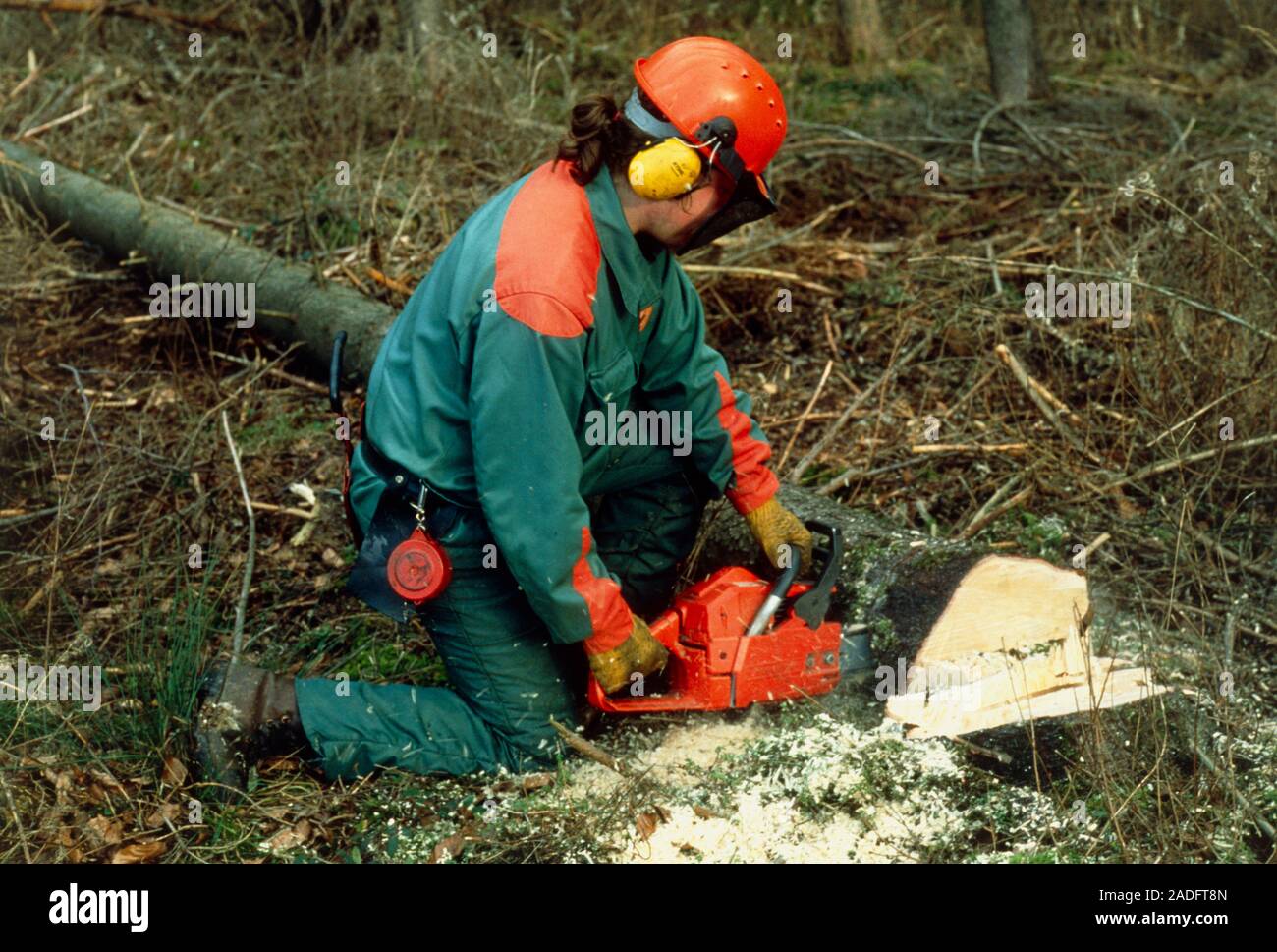 Forestry worker. Forestry worker using a chain saw to cut up a tree ...