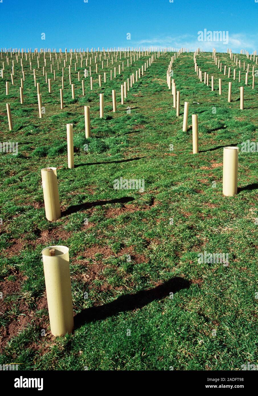 Reforestation. Tree saplings are protected inside plastic tubes ...