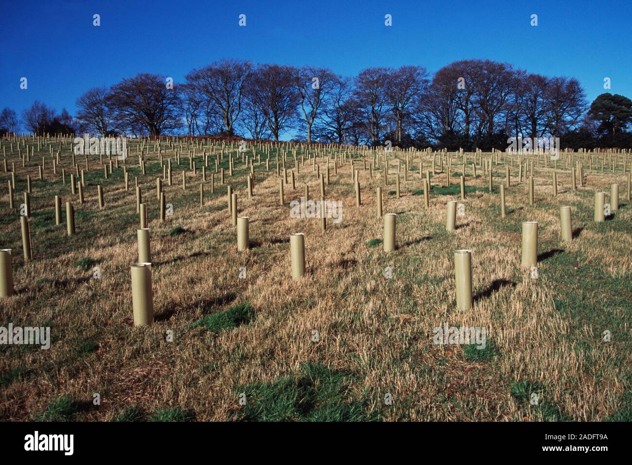 Reforestation. Tree saplings are protected inside plastic tubes ...
