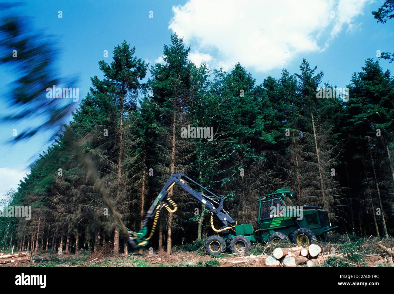 Commercial forestry. Machine being used to fell a tree Stock Photo - Alamy