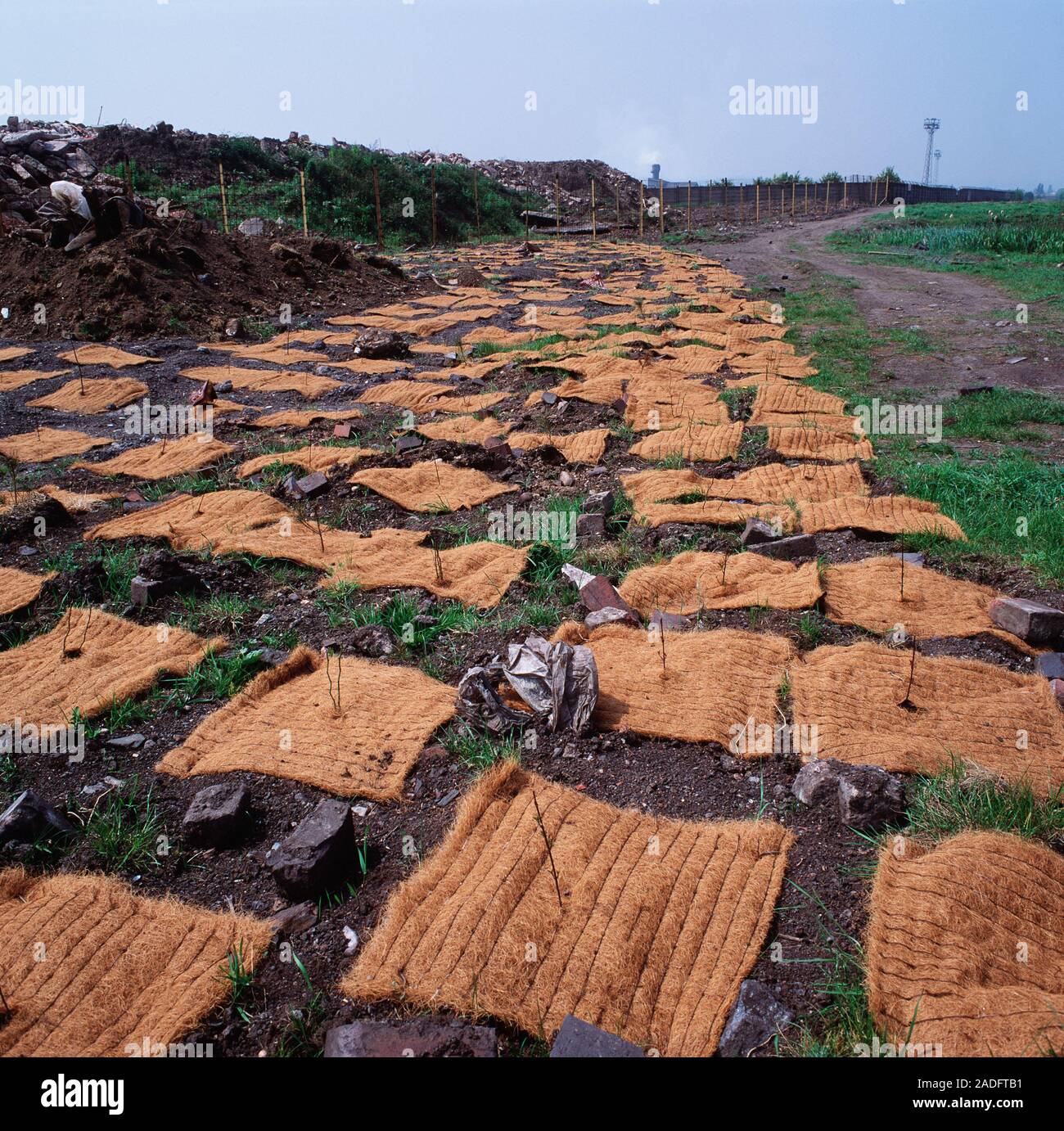 Reforestation. Plantation of shrubs as landscaping to improve an ...