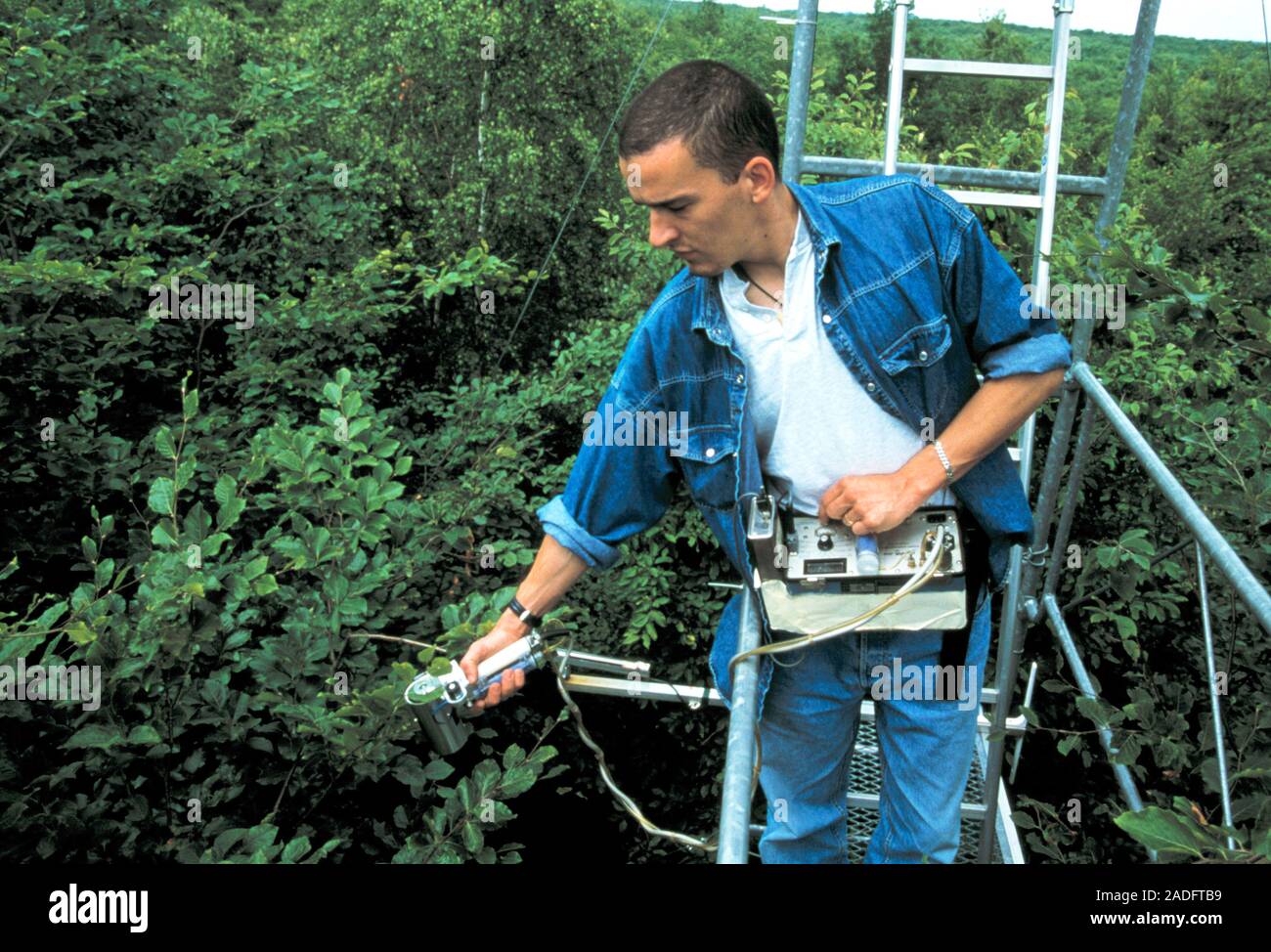 Monitoring leaf dehydration. Researcher testing foliage in a forest for ...