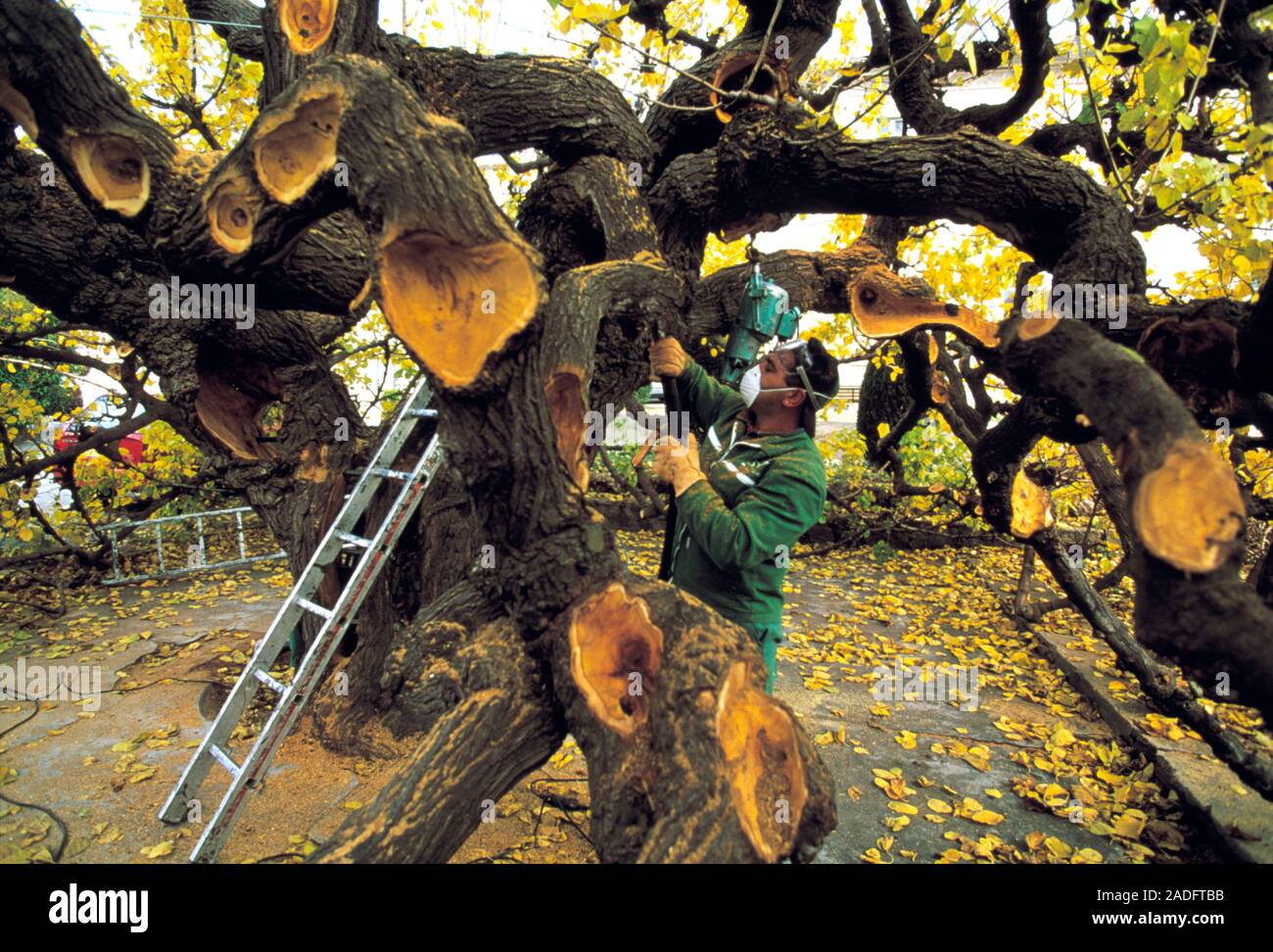 Tree surgeon using a power tool to remove parts of a tree affected by ...