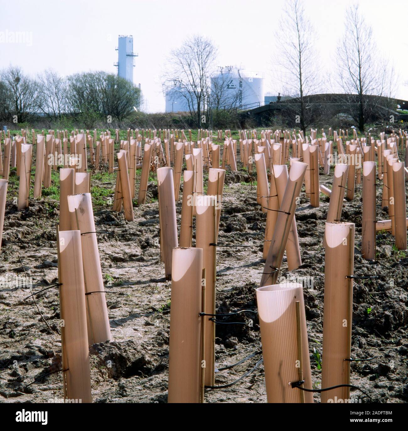Reforestation. Tree saplings protected inside plastic tubes. These ...