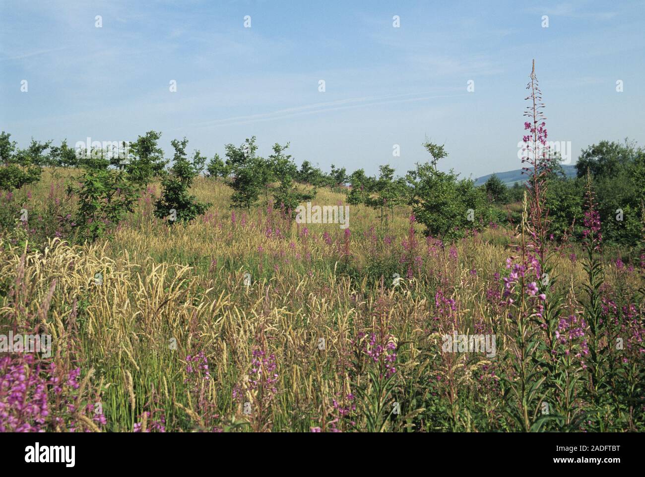 Reforestation. Young oak trees (Quercus sp.) in a plantation. Oak trees ...
