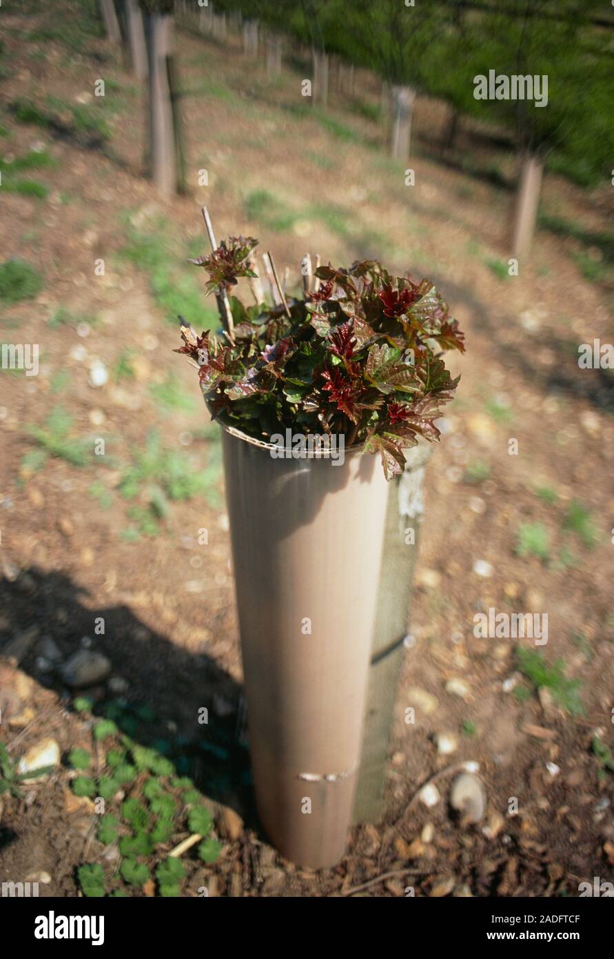 Tree shelter on a new tree. Single round tree shelter giving protection ...