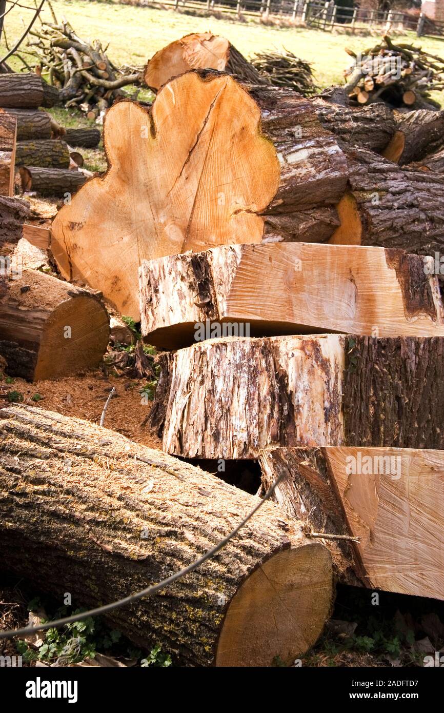 Sawn logs. Wood sawn from poplar trees Stock Photo - Alamy