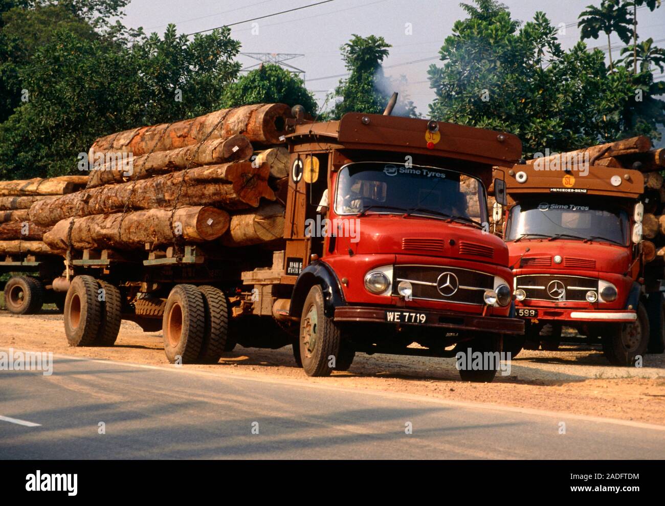 Rainforest destruction. Logging trucks transport logs of rainforest ...