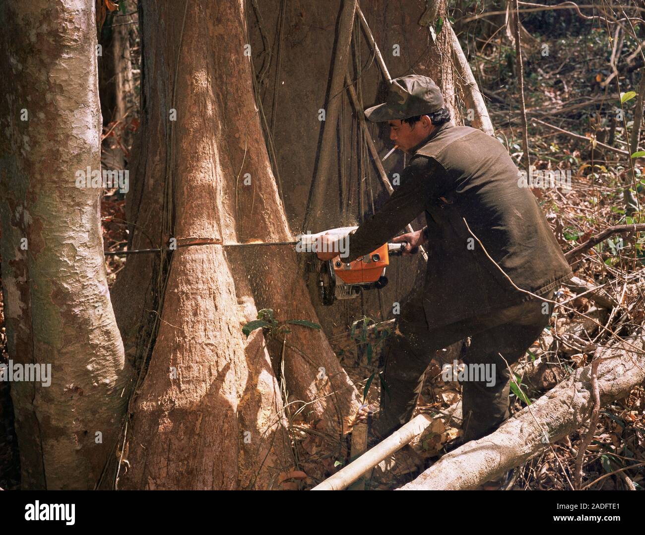 Man cutting down a tree using a chainsaw. Photographed in Laos ...