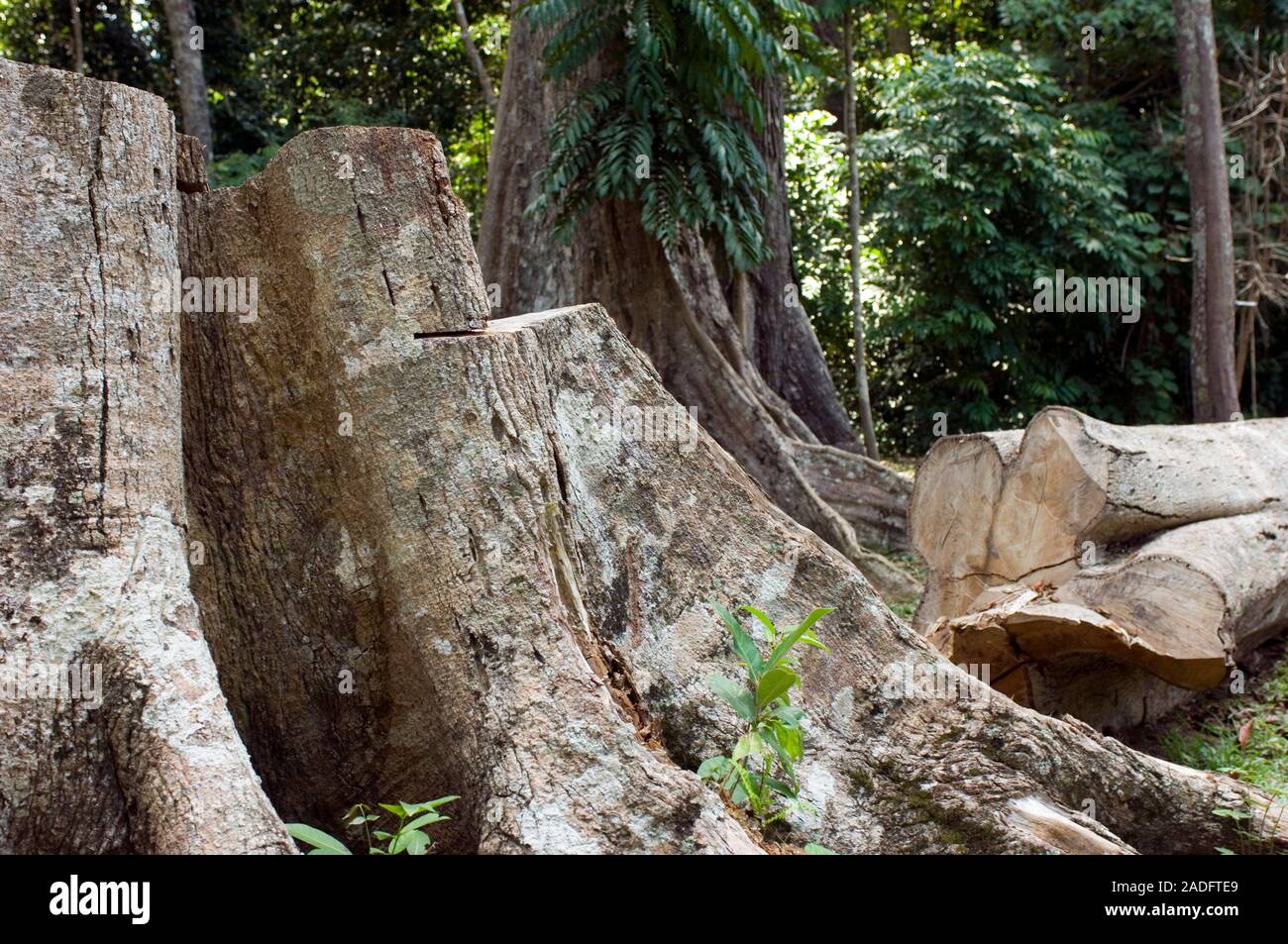 White seraya tree logging. White seraya trees (Shorea sp.) being felled ...
