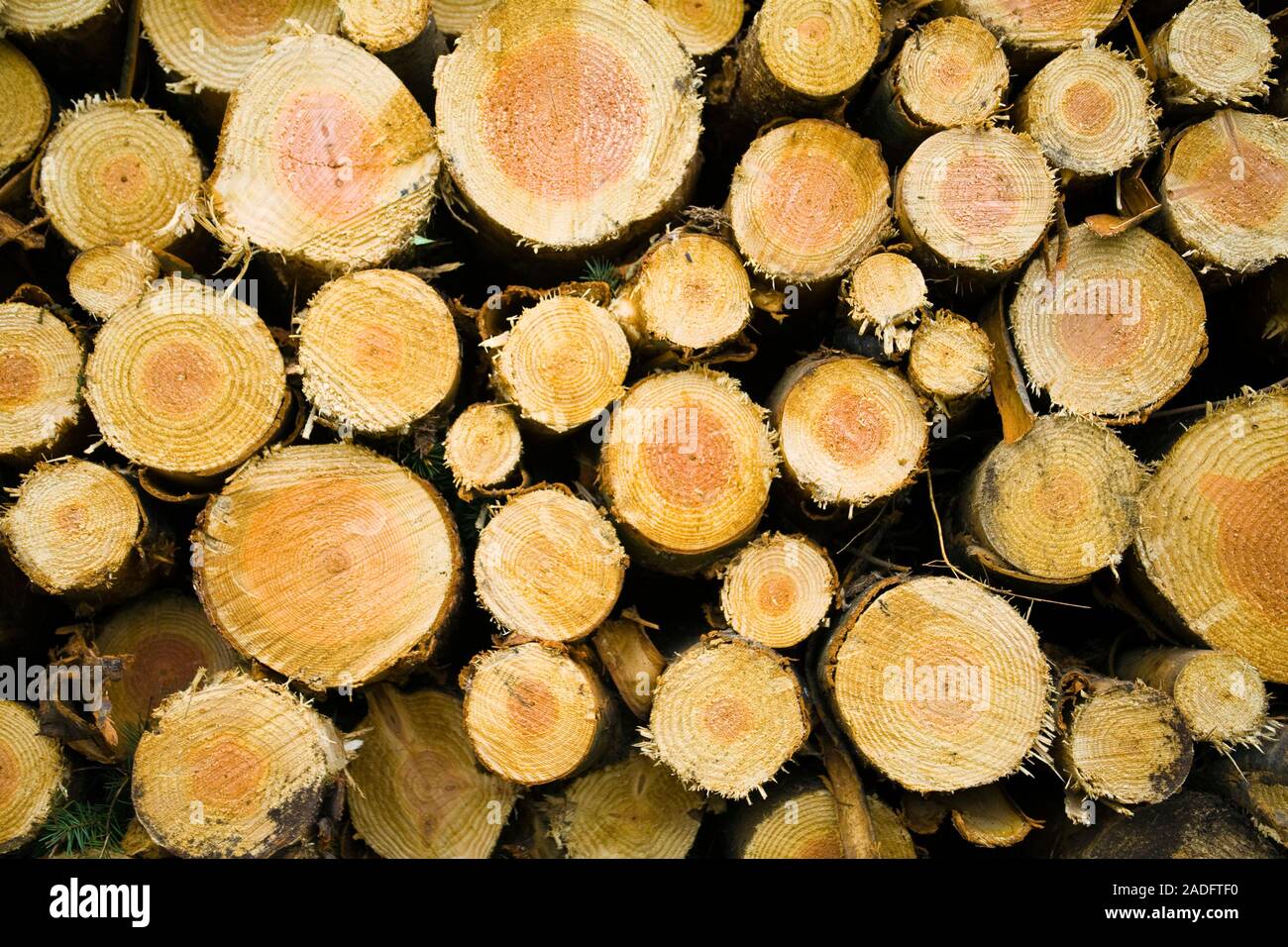 Timber. Pile of logs from felled pine trees (Pinus sp.). Photographed ...