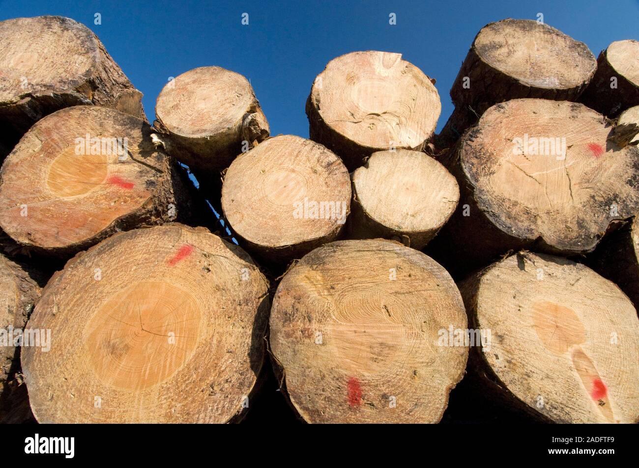 Timber. Piled timber logs. Photographed in Mexico Stock Photo - Alamy