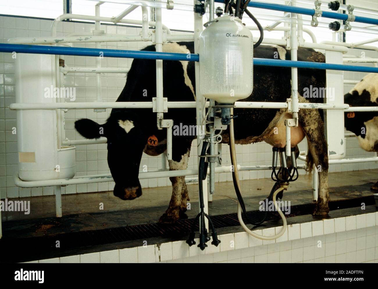 Interior of milking parlour on a dairy farm in Mexico, showing cow being milked. Milk is sucked ...