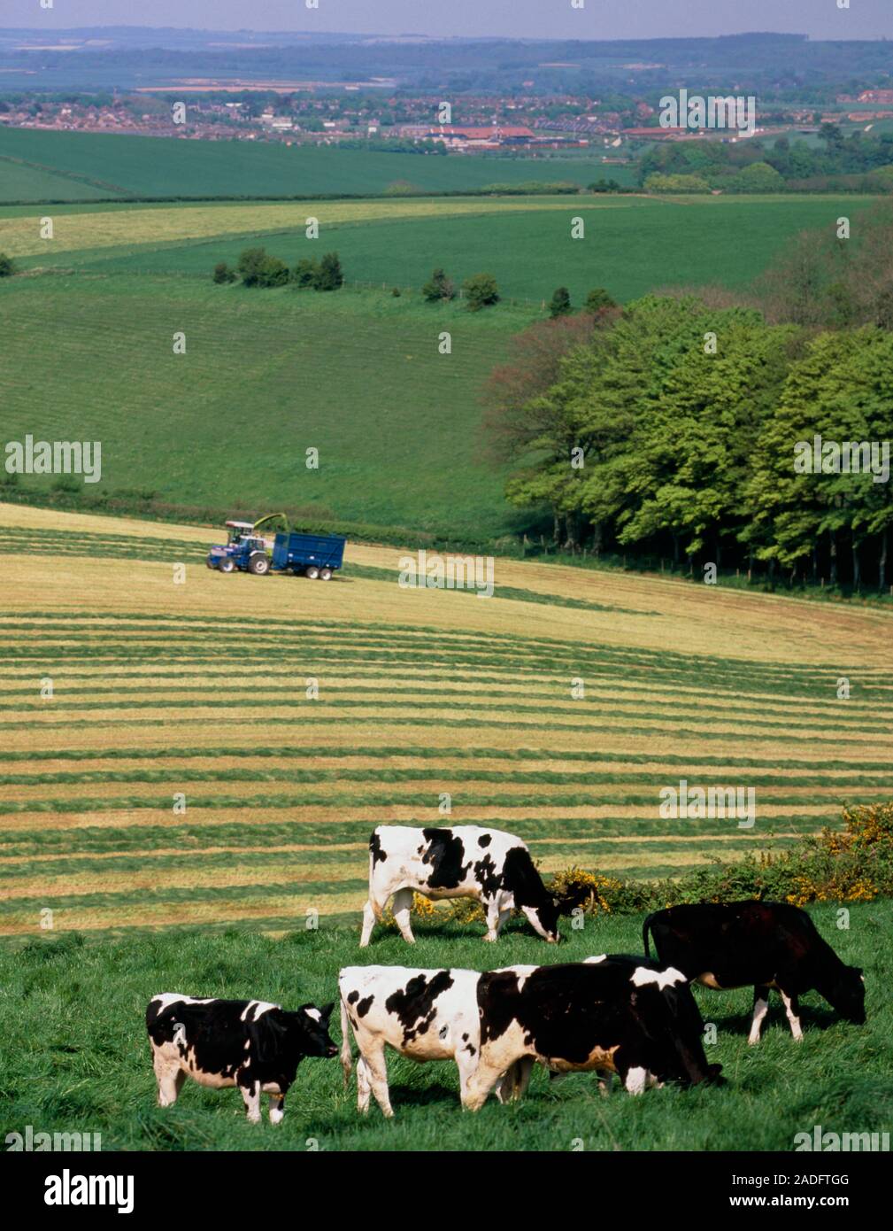 Traditional livestock farming. A small group of cattle (Bos taurus var ...