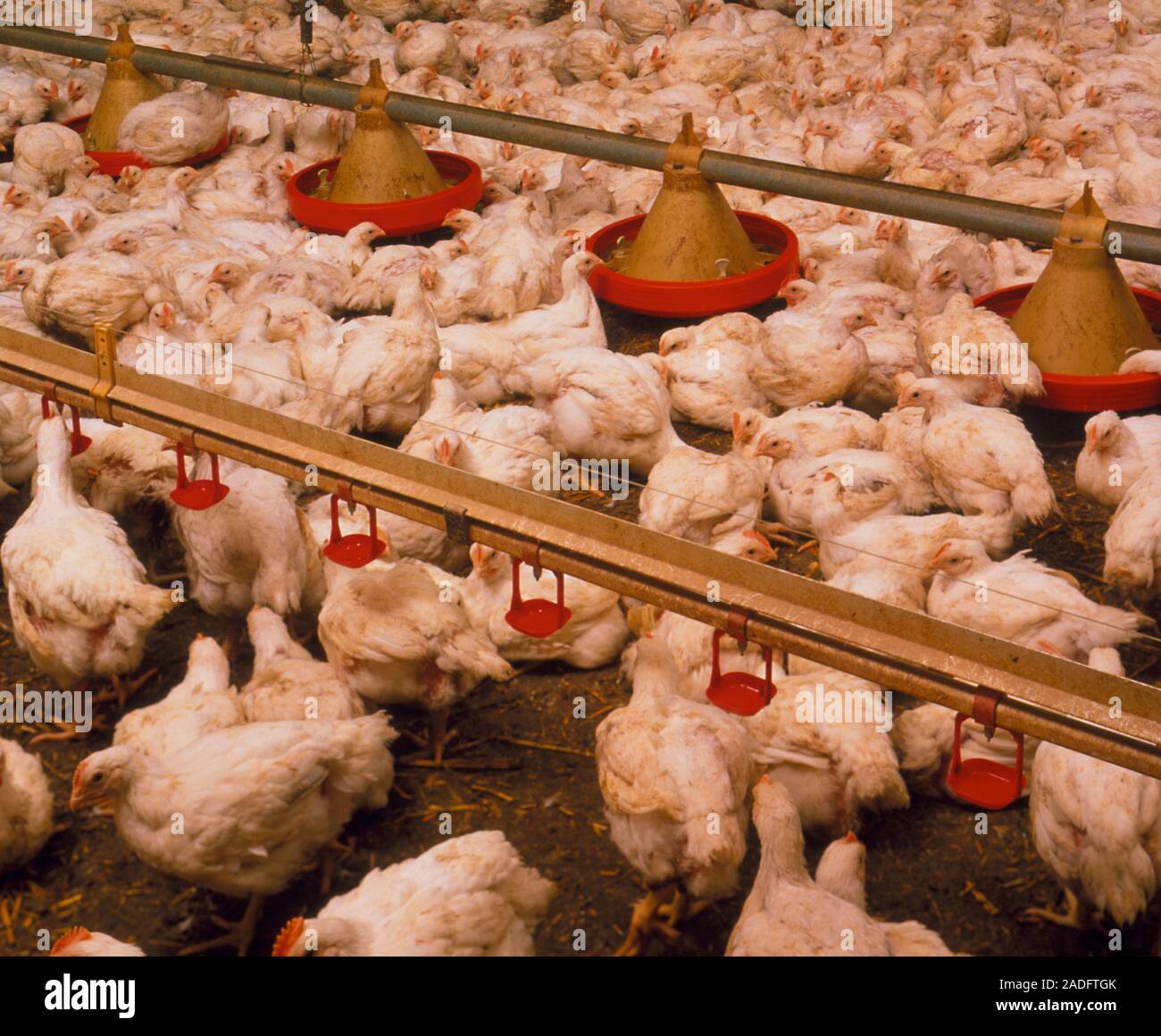 Chicken barn. Hens being reared in a modern chicken barn. The red ...