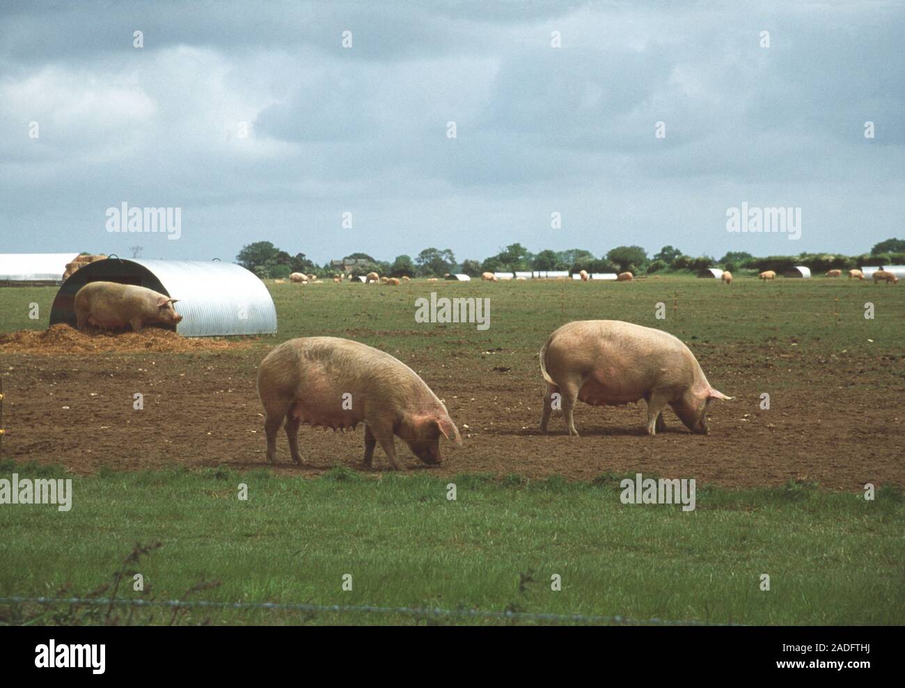Free-range pig farm. Pigs (Sus scrofa domestica) on a free-range farm ...