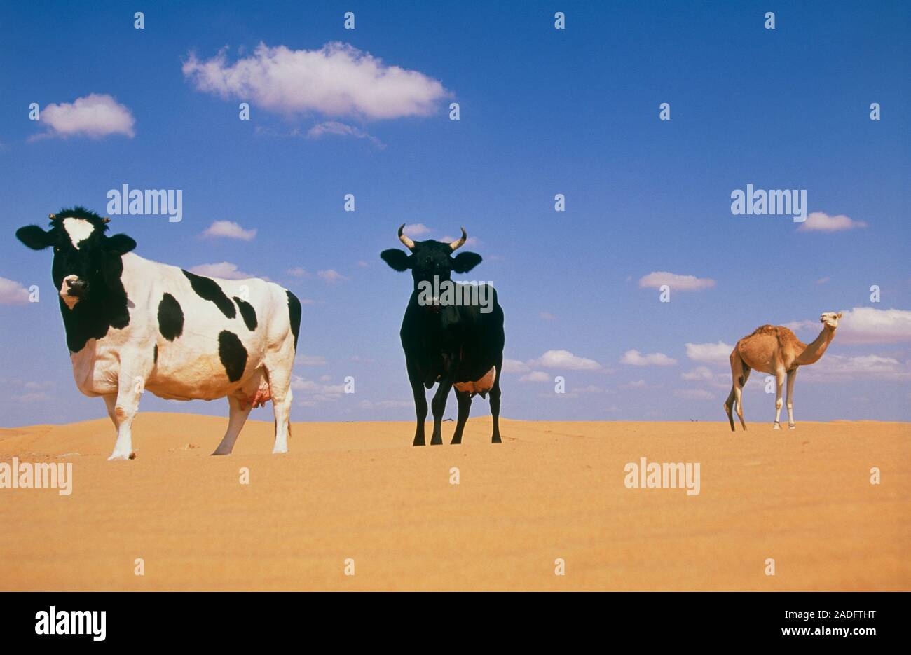 Desert livestock. Two domestic cows (Bos taurus) and a dromedary camel ...