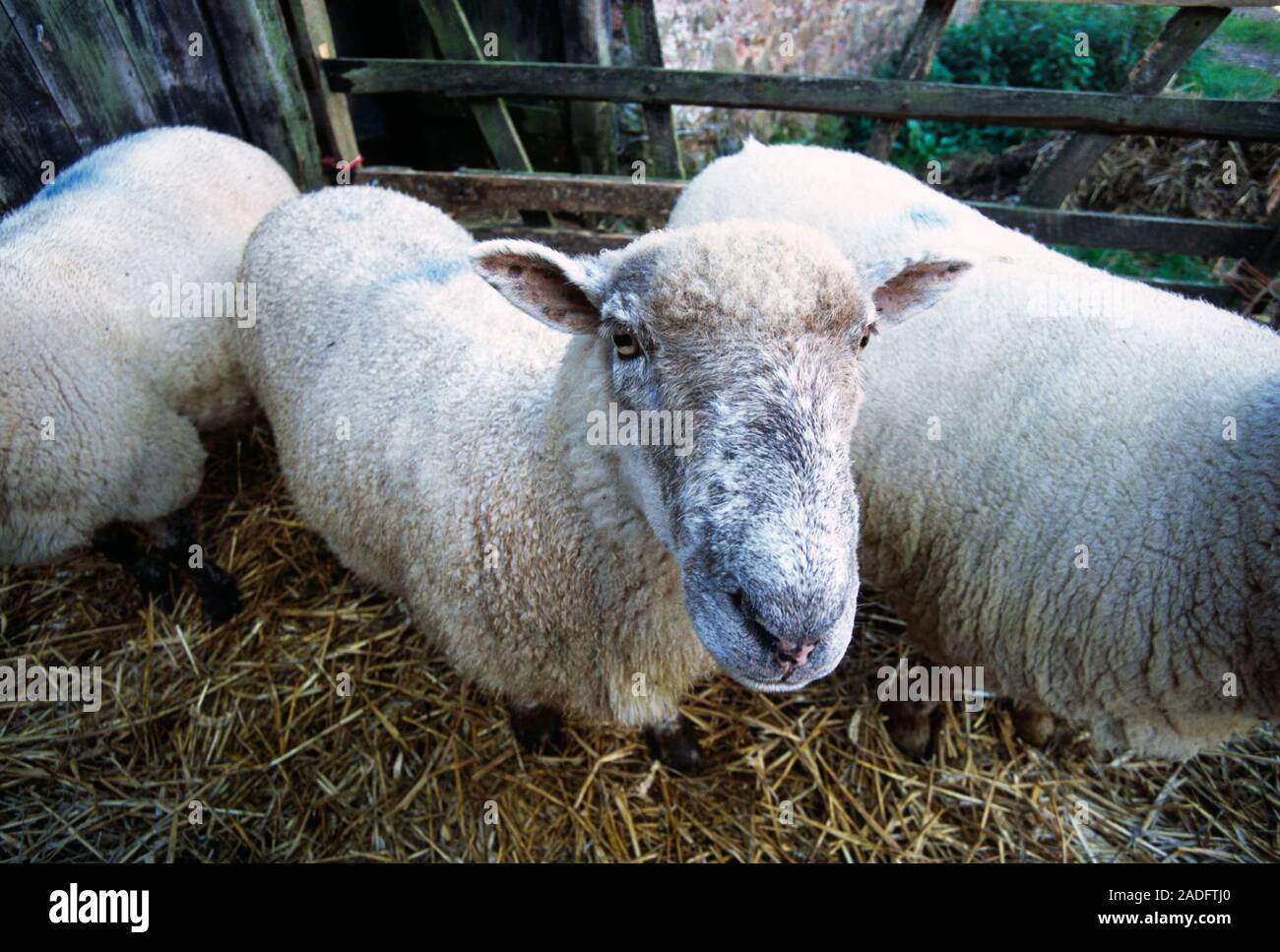 Sheep (Ovis aries). These animals are farmed for their wool and meat ...