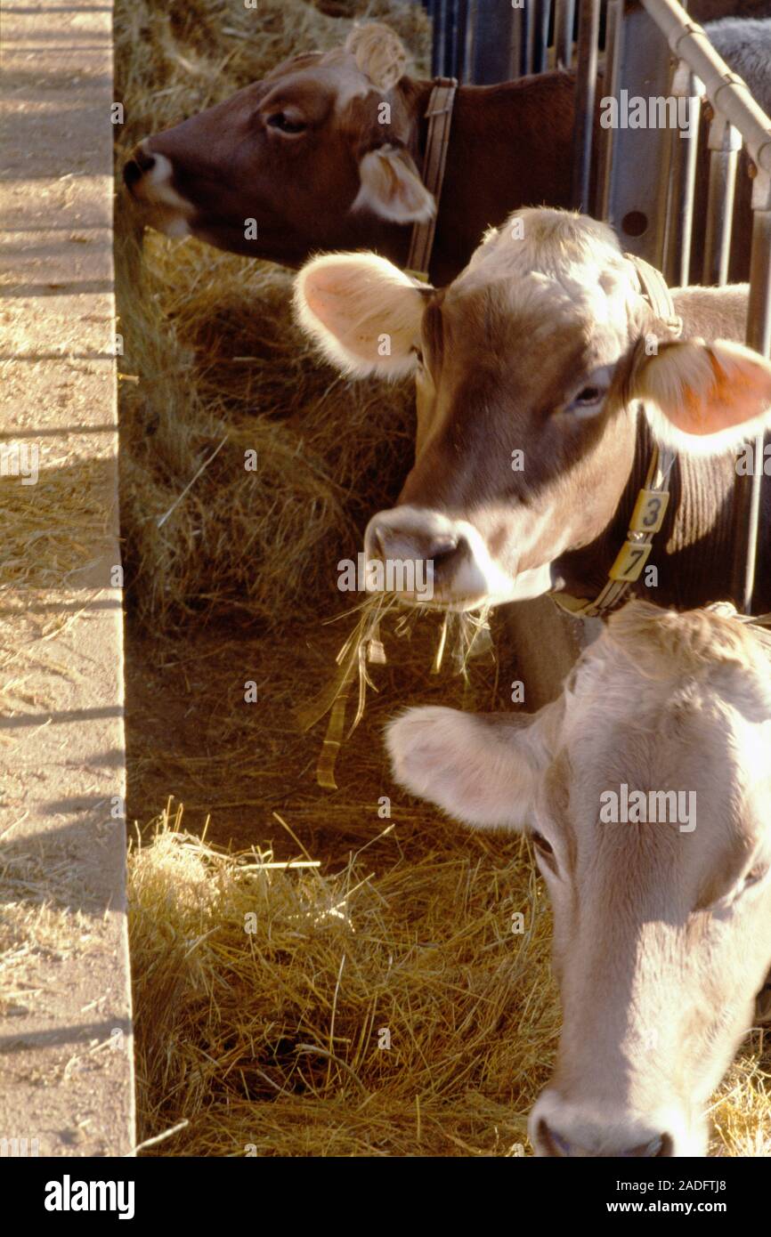 Domestic cattle feeding in a farm pen. The domestic cow (Bos taurus) is ...