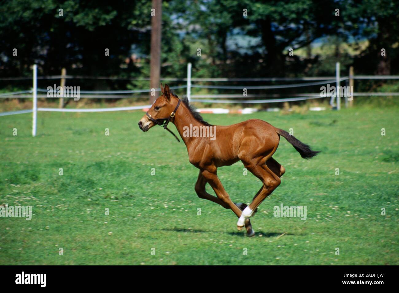 Colt running in a paddock. A colt is a young male horse (Equus caballus ...
