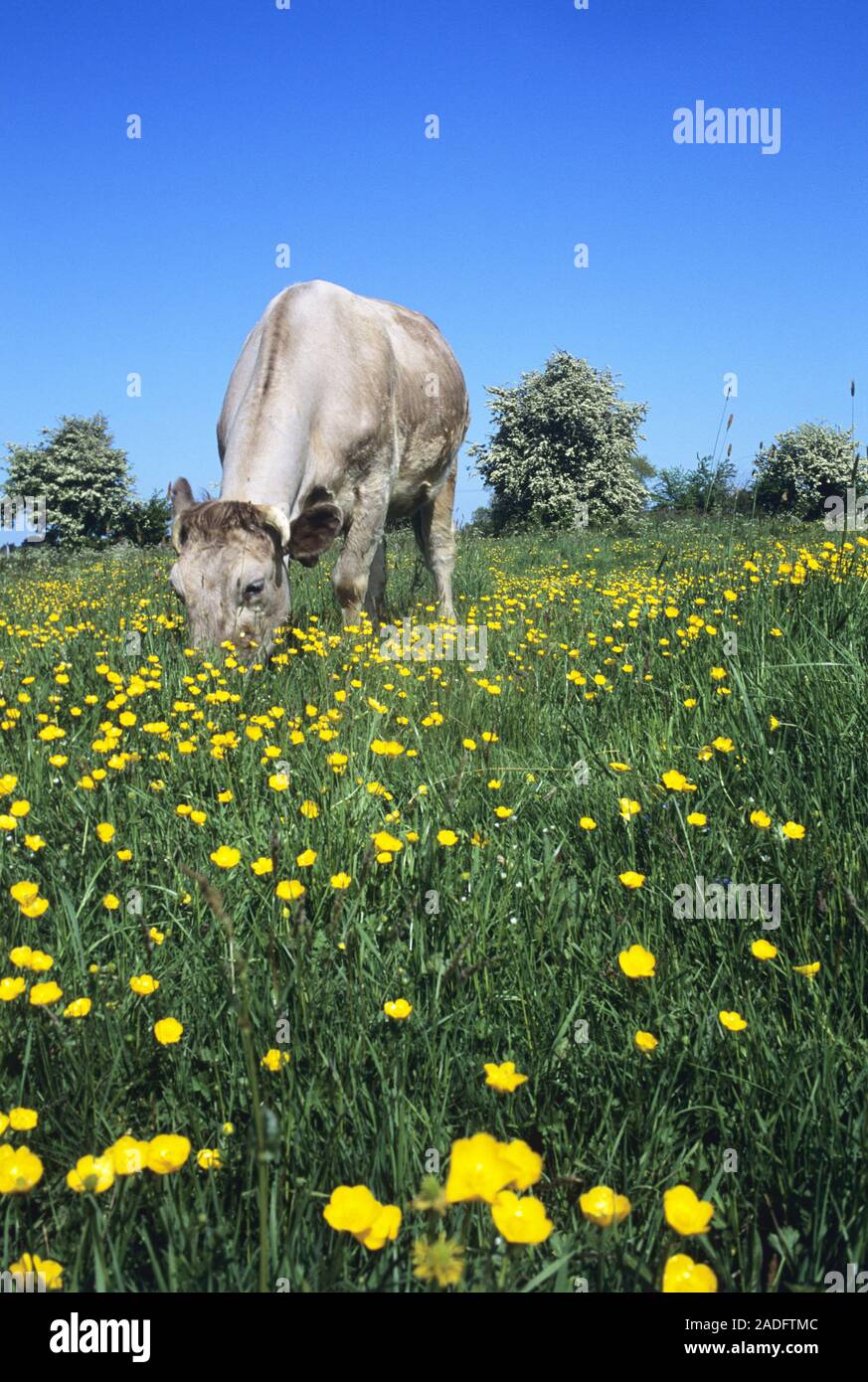 Cow (Bos taurus) grazing in a traditional buttercup meadow. The ...