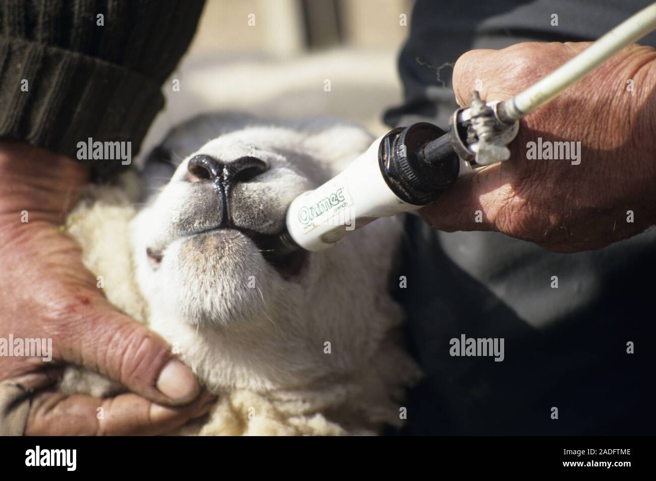 Sheep worming. A farmer worming, or drenching, a sheep (Ovis aries). A ...