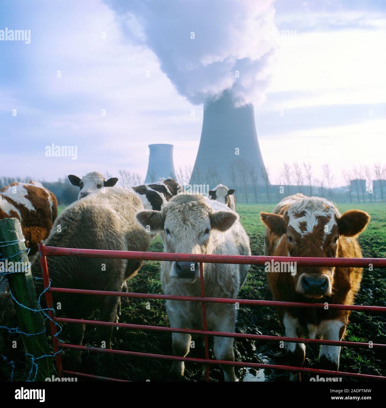Cows and cooling towers. Cows (Bos taurus) are farmed for their milk ...