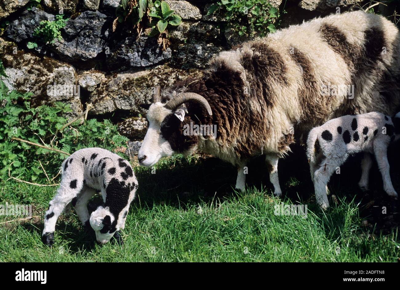 Jacob sheep (Ovis aries). This sheep derives its name from recordings ...