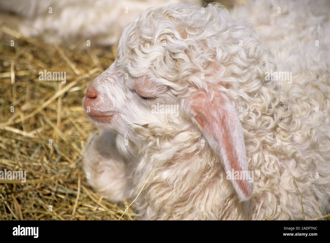 Angora goat kid (Capra hircus). Angoras originate from the Himalayas ...