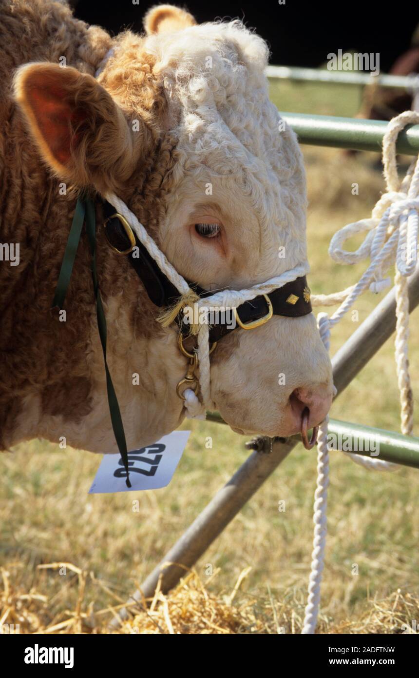 Simmental bull (Bos taurus). Also known as the simmenthal bull, these ...