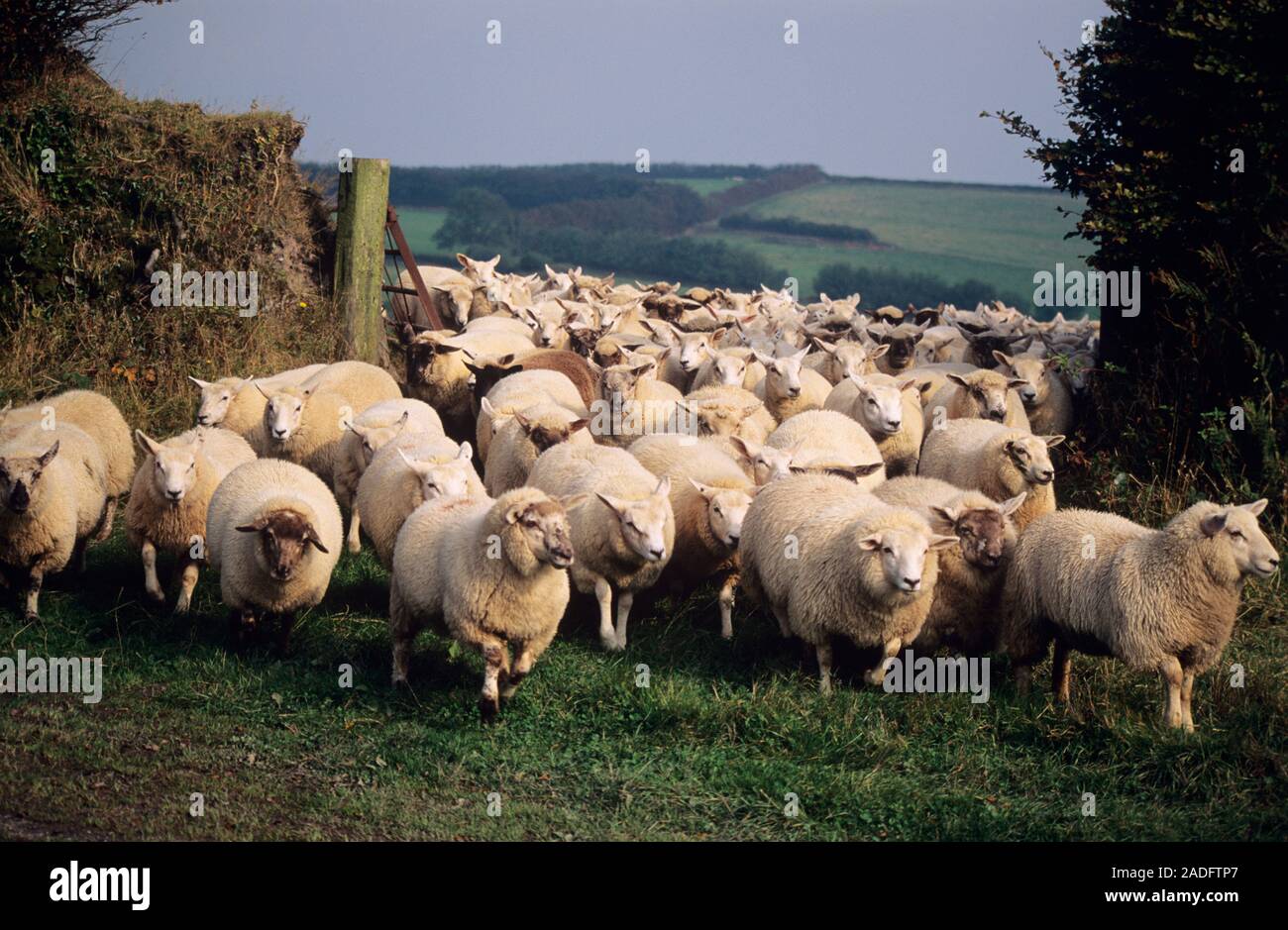 Sheep (Ovis aries) entering a field. Sheep are farmed for their meat ...