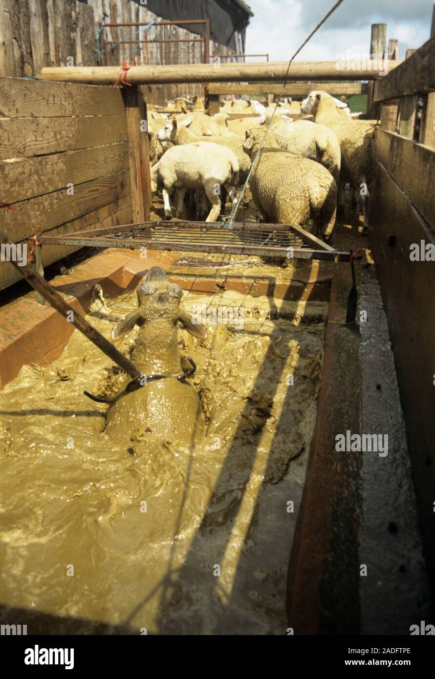 Sheep dipping. Sheep (Ovis aries) being immersed in a bath of pesticide ...