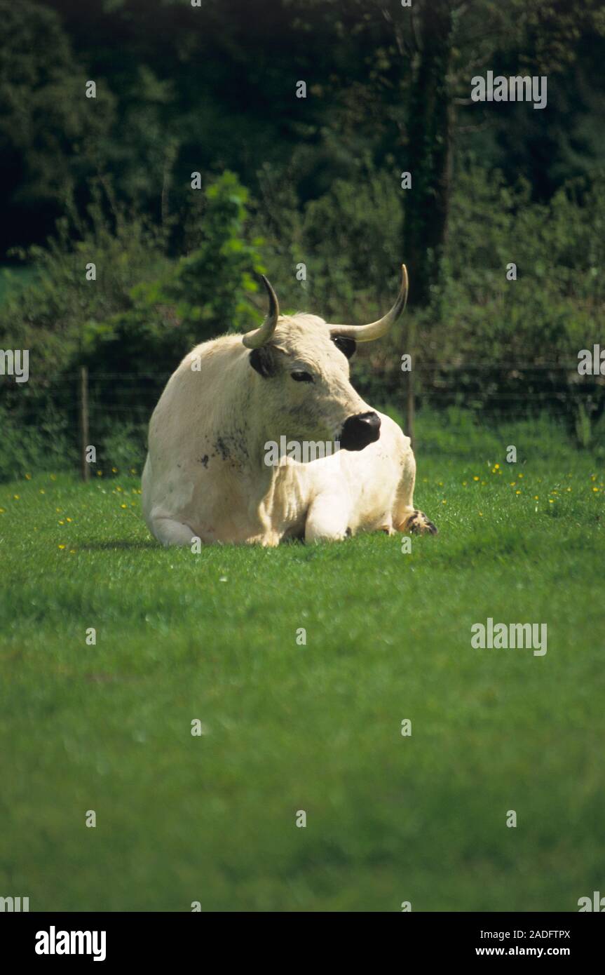 White park cow (Bos taurus) sitting in a field. This rare breed of ...