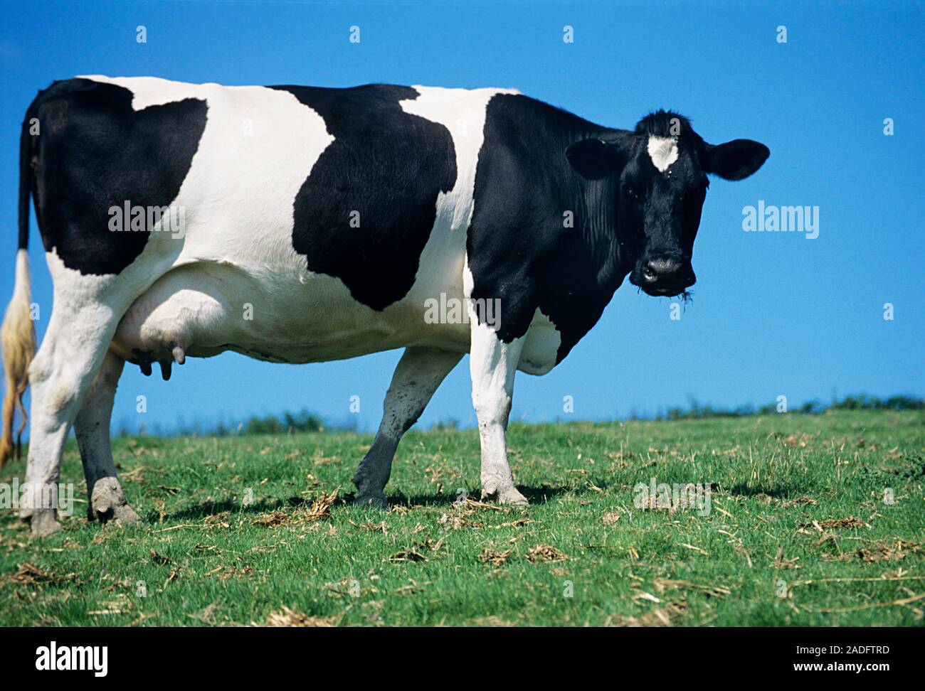 Friesian cow (Bos taurus). This cow is generally kept for milk ...