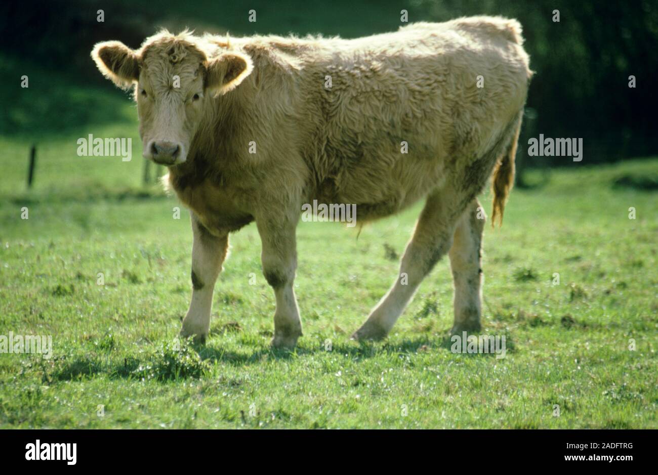 Cow (Bos taurus). This is a steer, a young male that was castrated ...