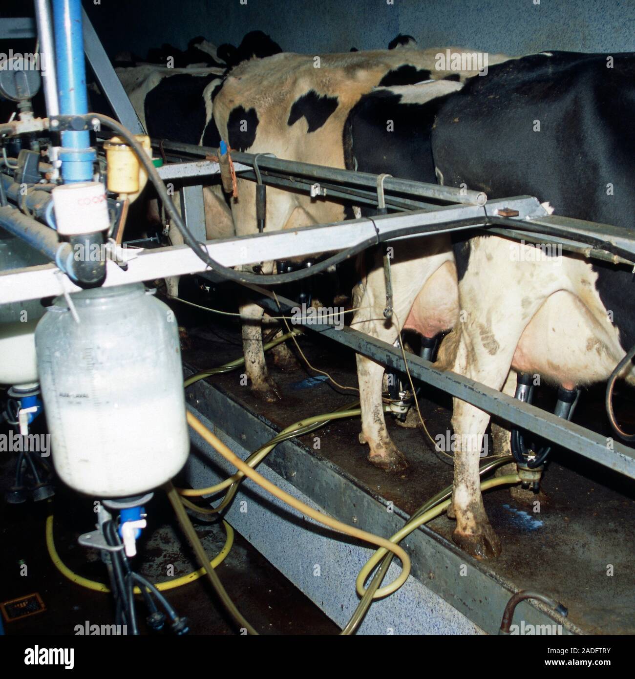 Milking dairy cows. Friesian cows (Bos taurus) being milked in a ...