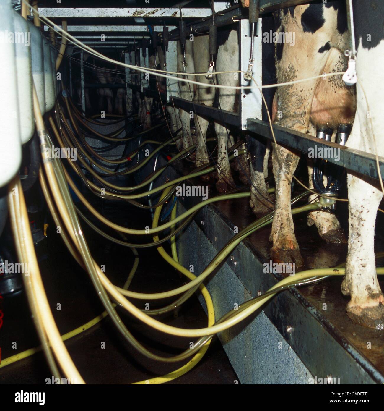 Milking dairy cows. Friesian cows (Bos taurus) being milked in a ...