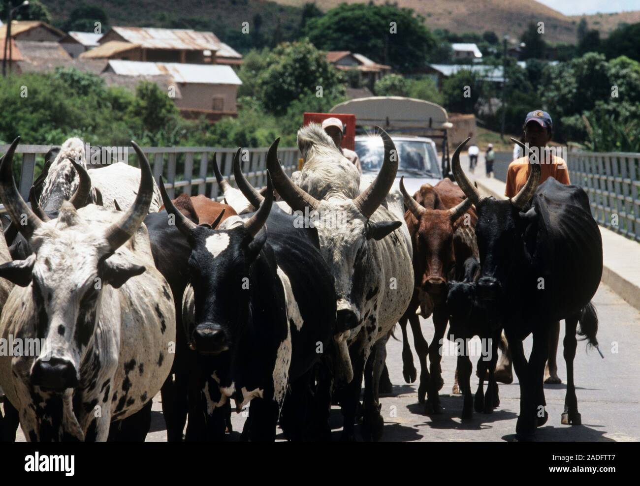Zebu cattle (Bos primigenius indicus) driven across bridge in the town ...