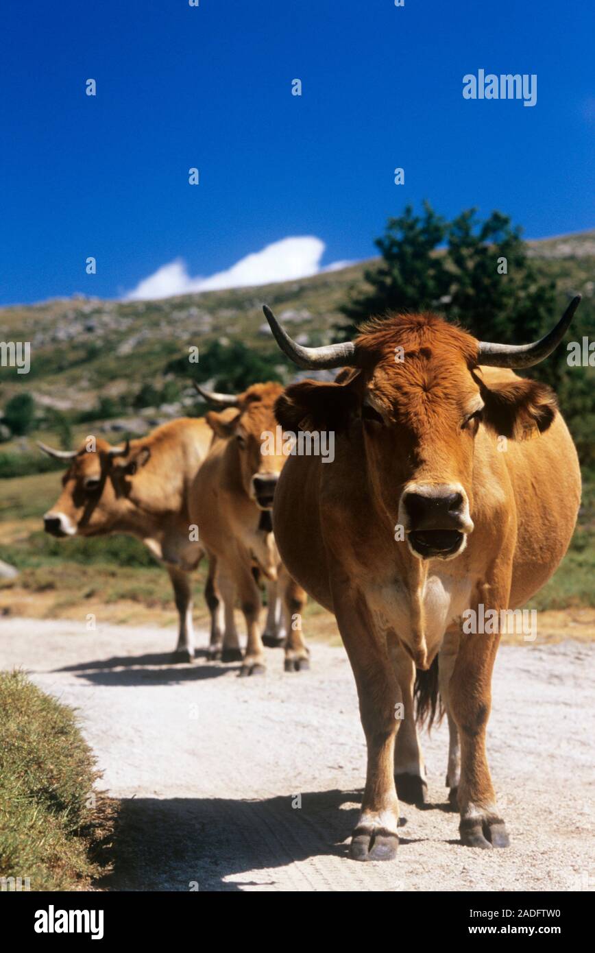 Jersey cows (Bos taurus). The Jersey cow produces a very rich milk that ...