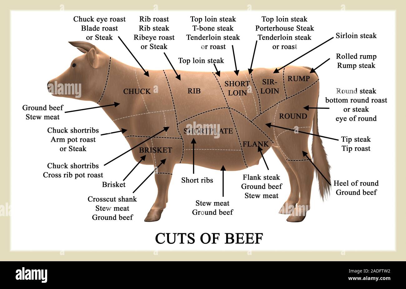 Cuts of beef. Computer artwork illustrating primal and subprimal cuts ...