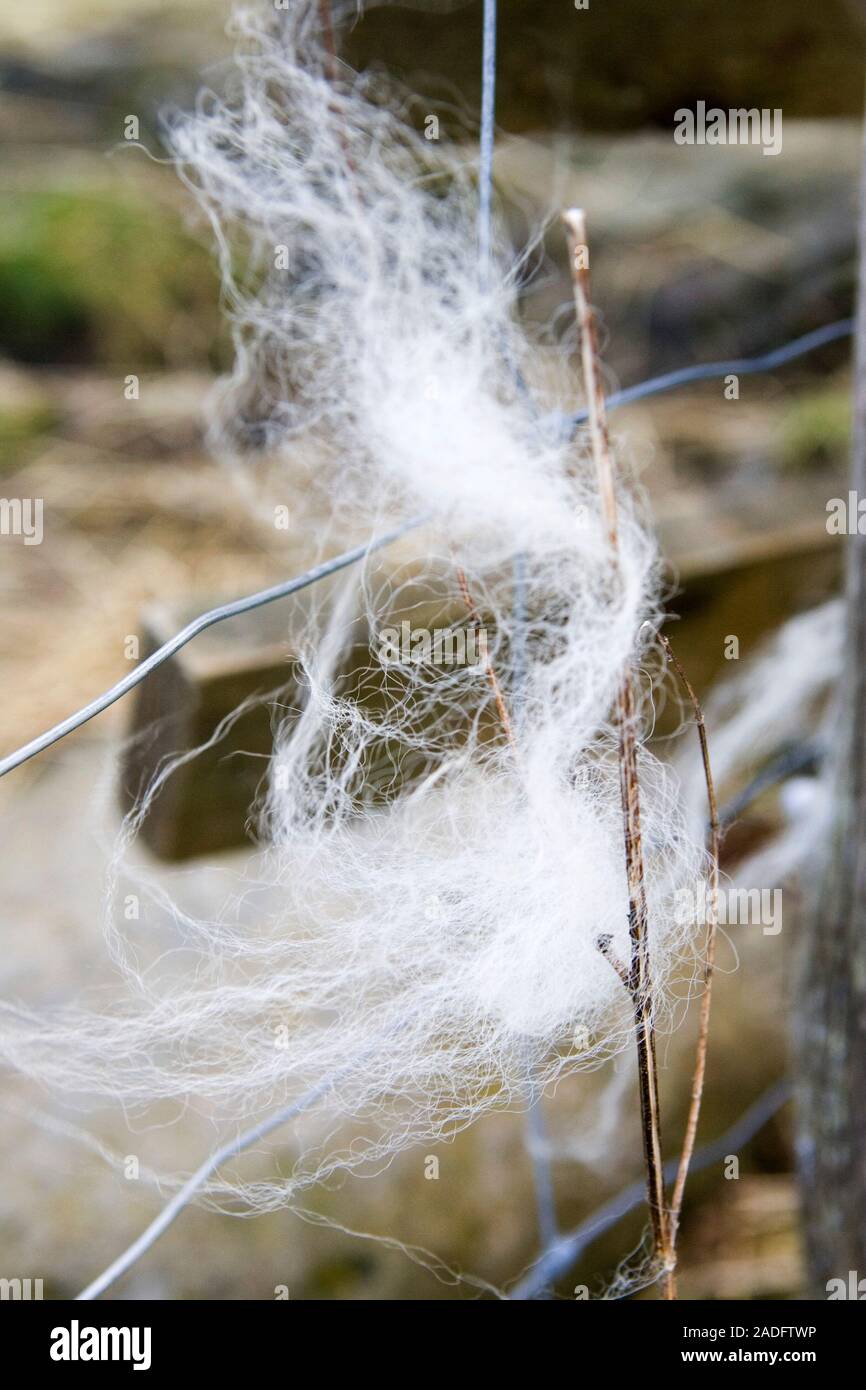 Sheep wool. Tuft of sheep hair caught on a plant next to a fence. This ...
