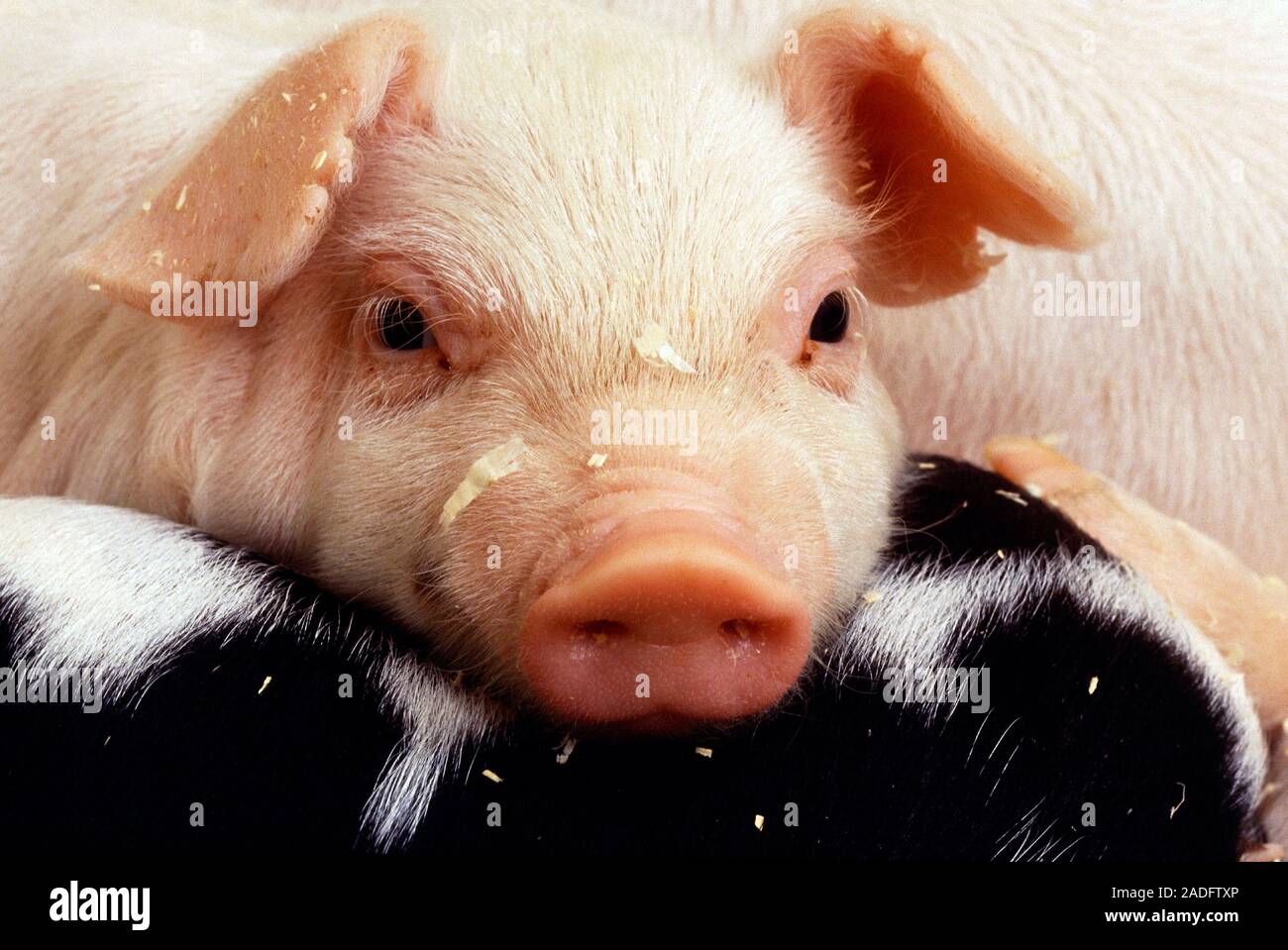 Piglet (Sus sp.). Pigs are raised throughout the world for their meat ...