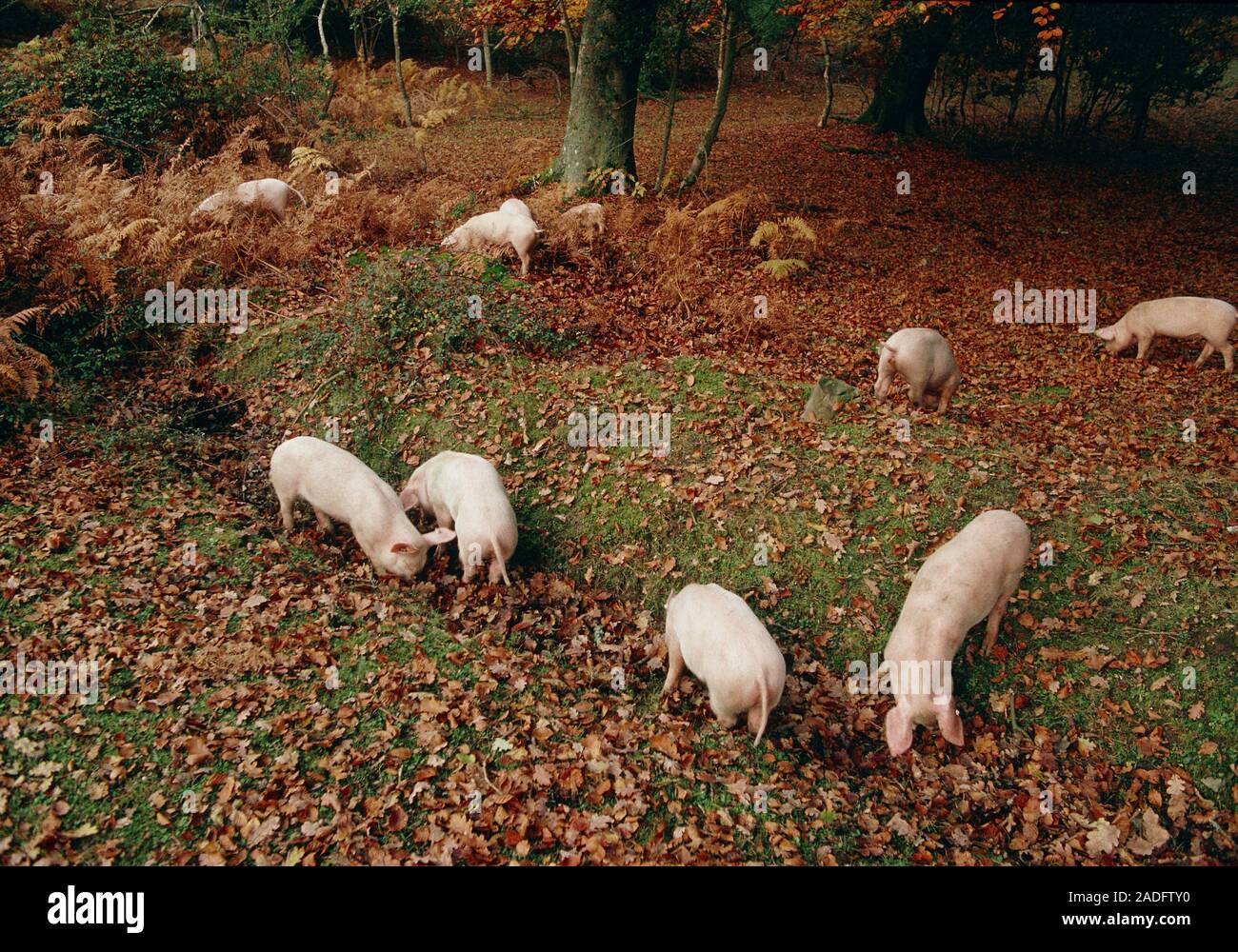 Free range pigs (Sus scrofa domestica) forgaging for food amongst ...