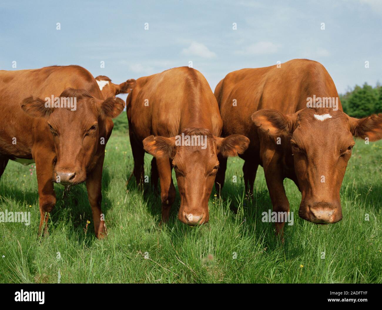 Cows (Bos taurus) grazing. Photographed in Herrfallsang, Narke, Sweden ...