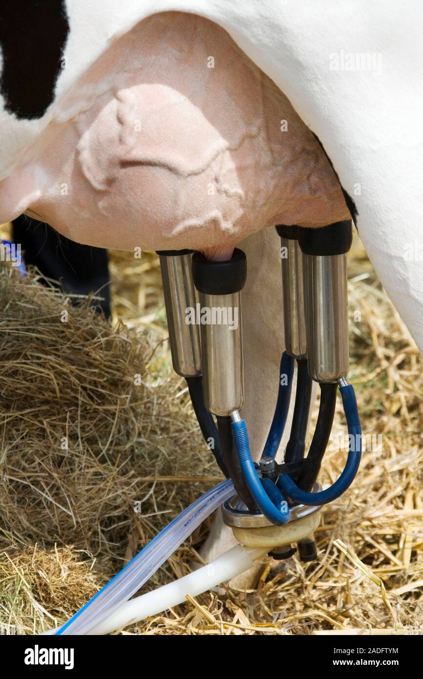 Mechanical milking of a cow Stock Photo - Alamy