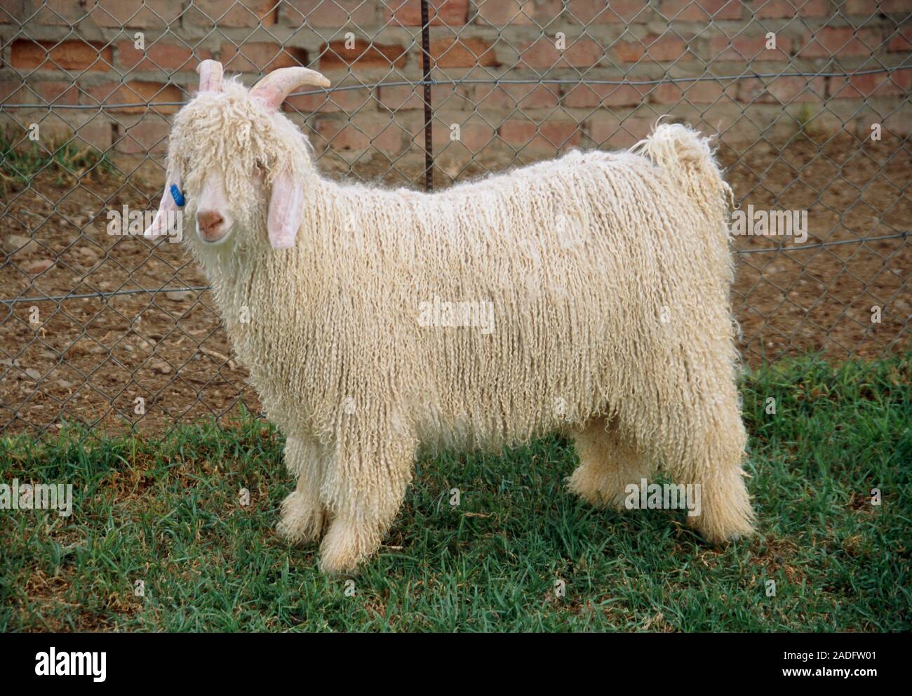 Angora goat buck (Capra sp.) used for breeding. Photographed in Karoo ...
