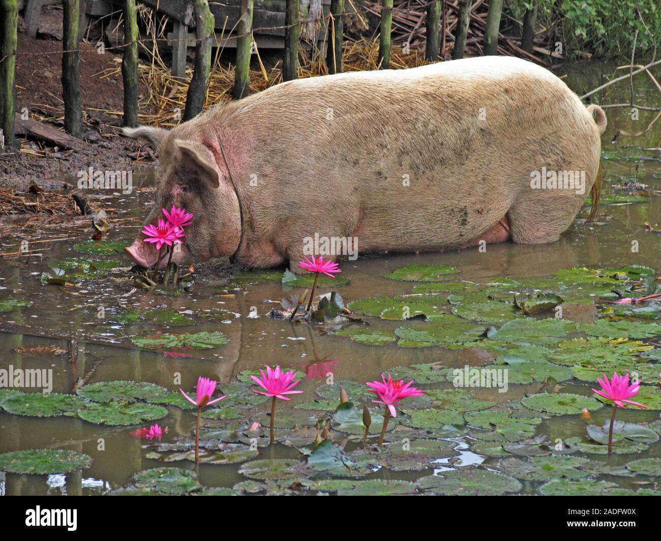 Pig (Sus scrofa) drinking water in a pond. The pink flowers are water ...